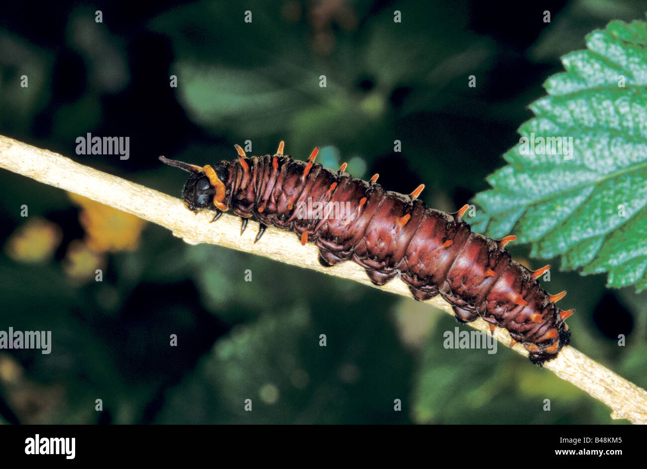 Polydamas Swallowtail Battus polydamas Stock Photo - Alamy