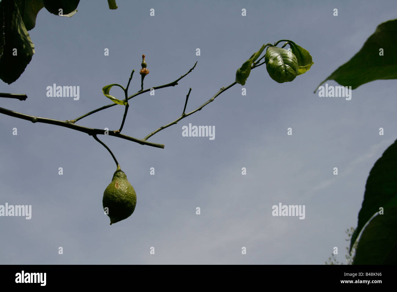 one single green not ripe lemon growing on tree Stock Photo - Alamy