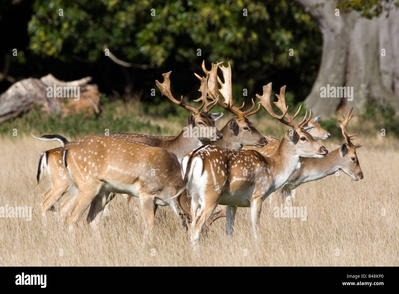 Group adult deer standing in parkland Stock Photo - Alamy