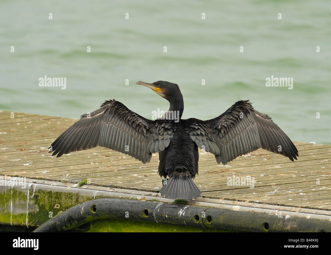 CORMORANT WING DRYING. Phalacrocorax carbo. French: Grand Cormoran ...