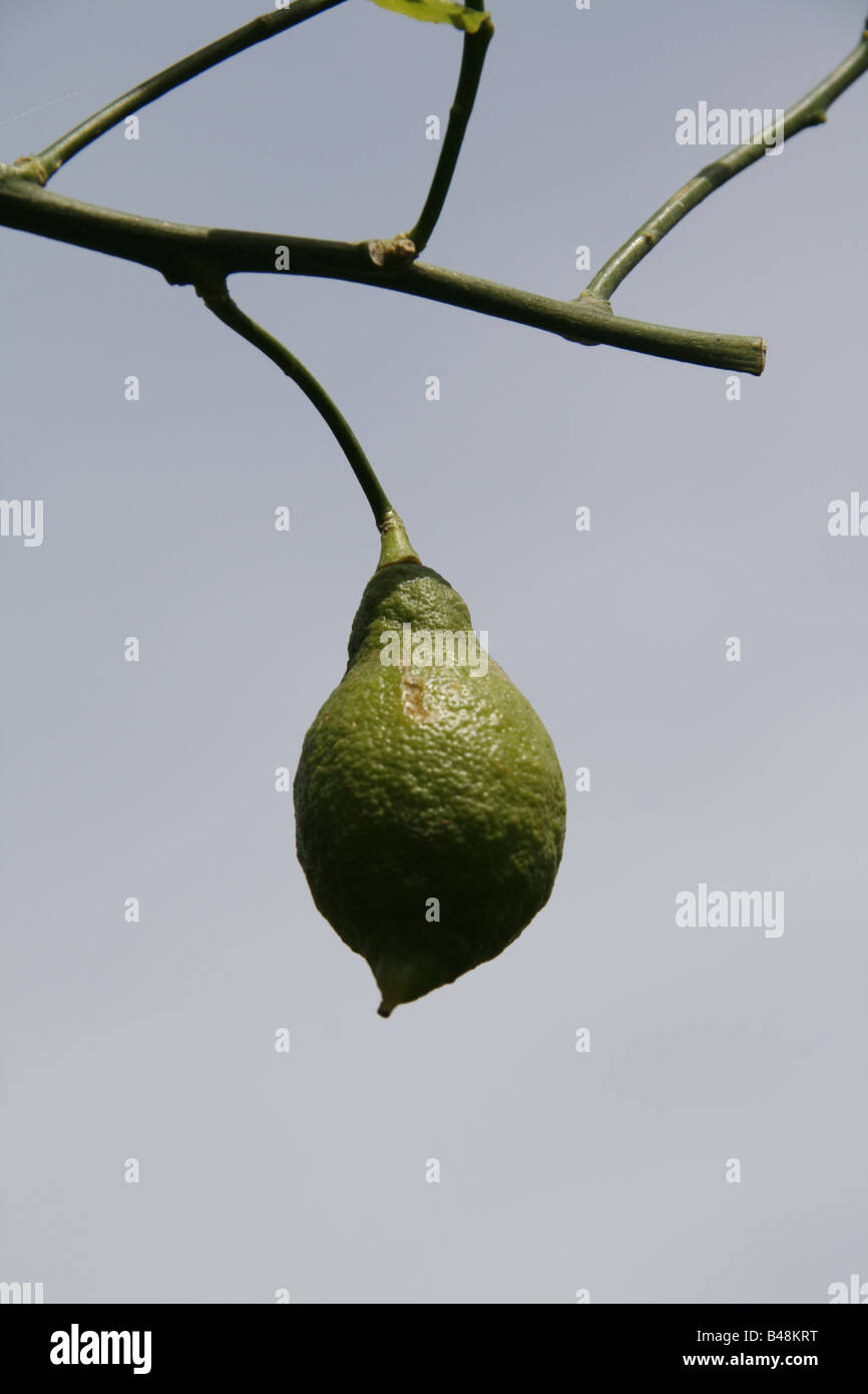 one single green not ripe lemon growing on tree Stock Photo - Alamy