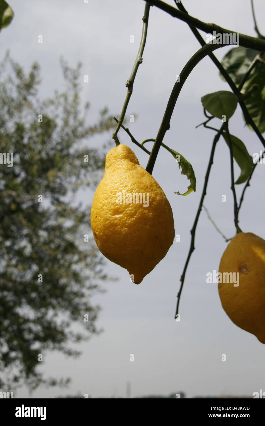 two lemons growing on tree Stock Photo - Alamy