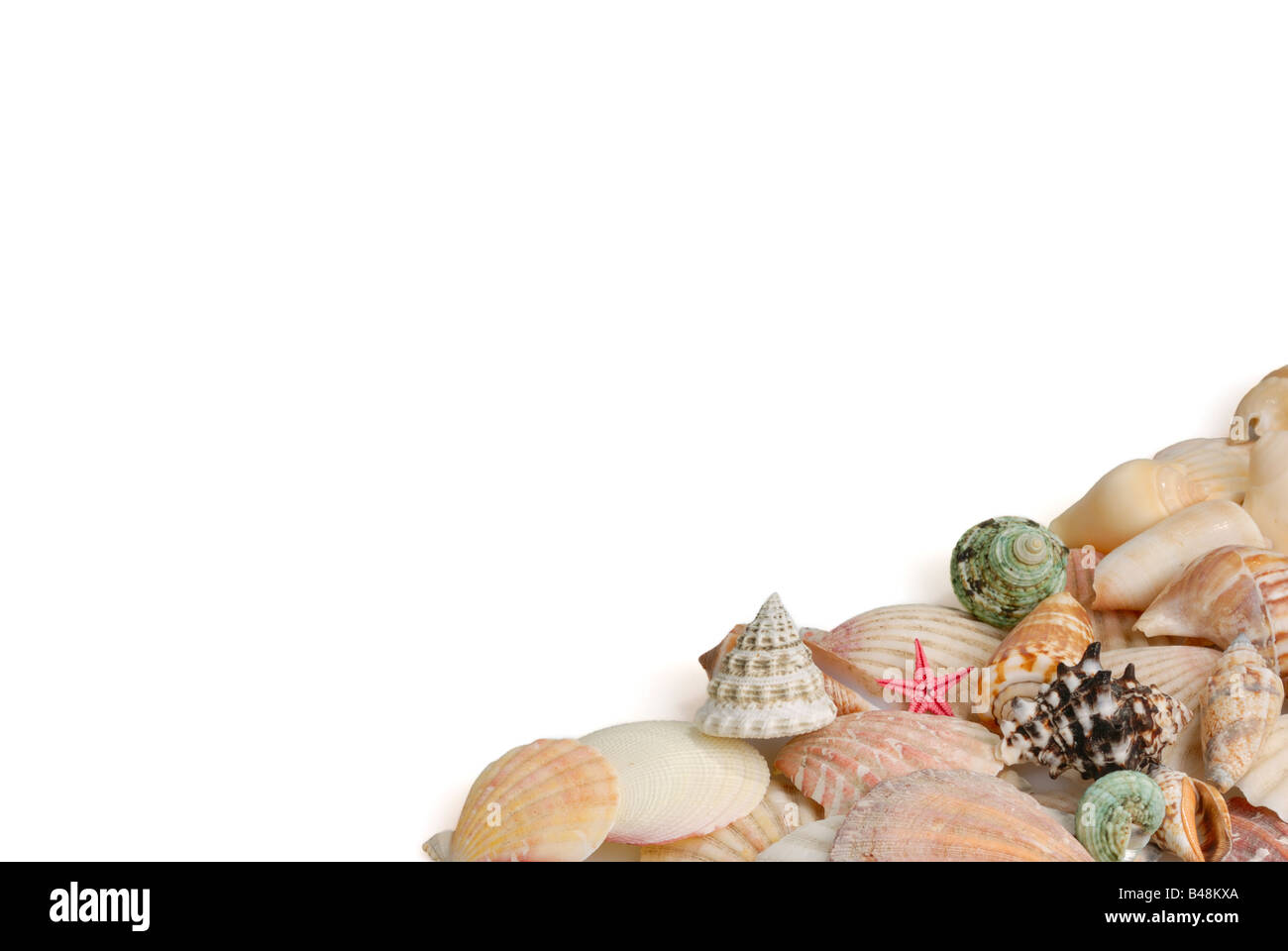 Seashells on white background Stock Photo - Alamy