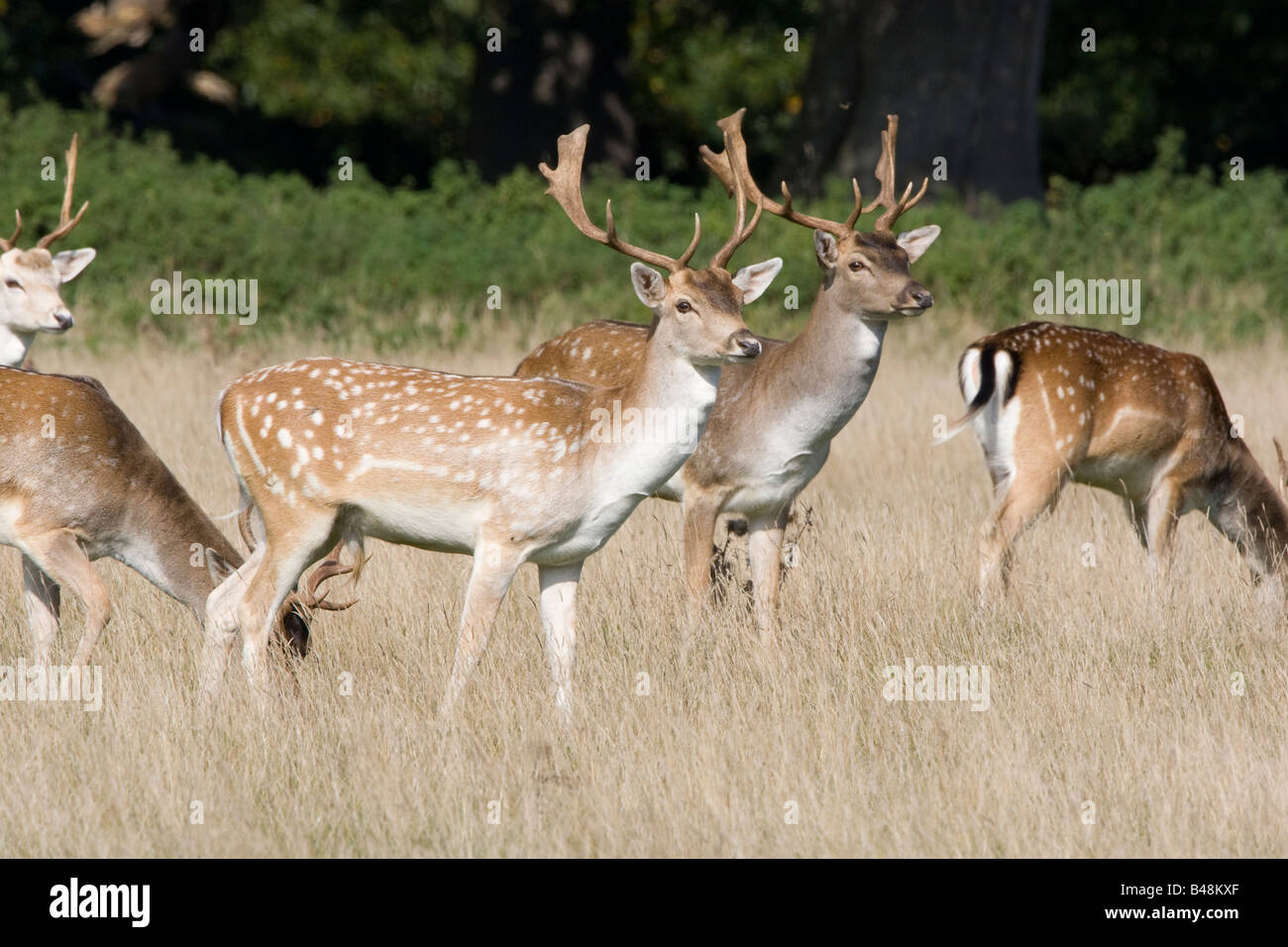 Two stags and a doe hi-res stock photography and images - Alamy