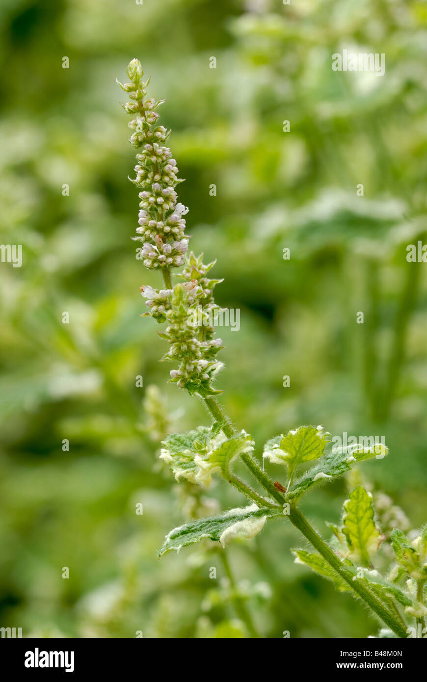 Pineapple Mint Mentha sp Stock Photo - Alamy