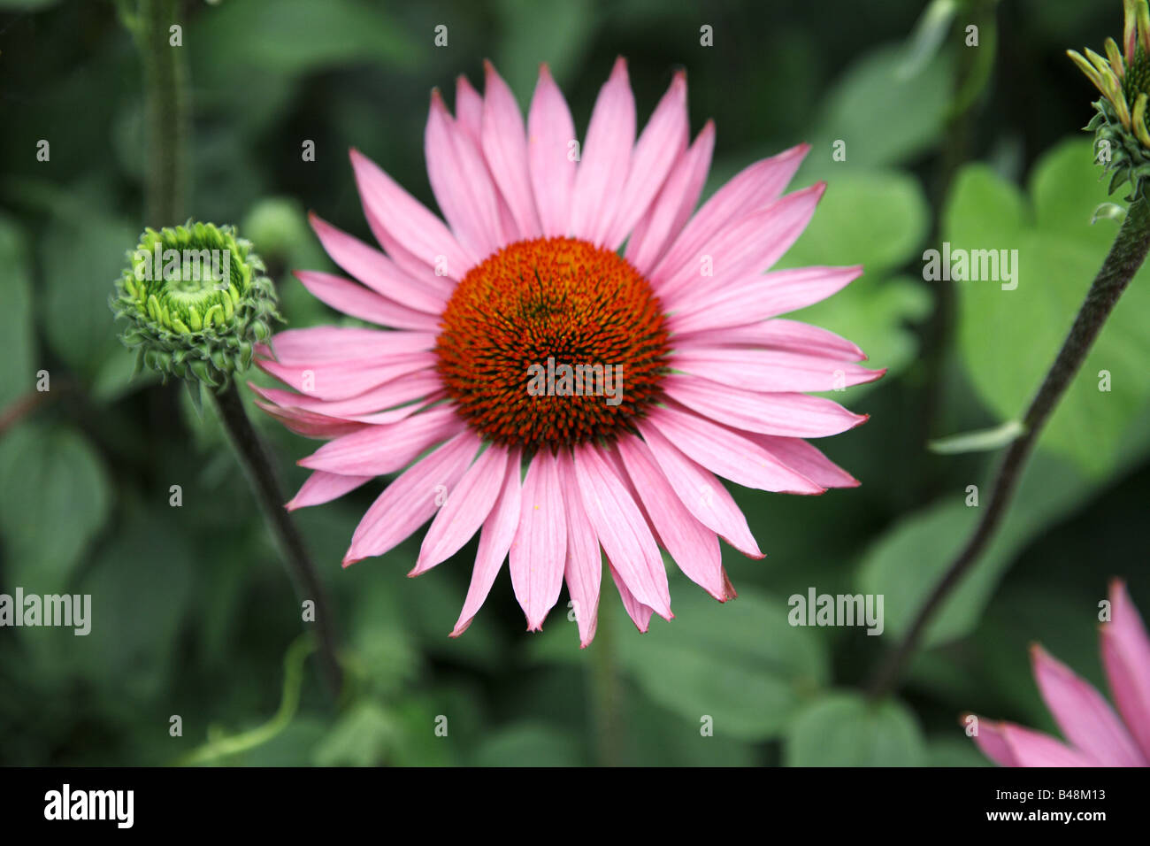 Daisy form flower hi-res stock photography and images - Alamy