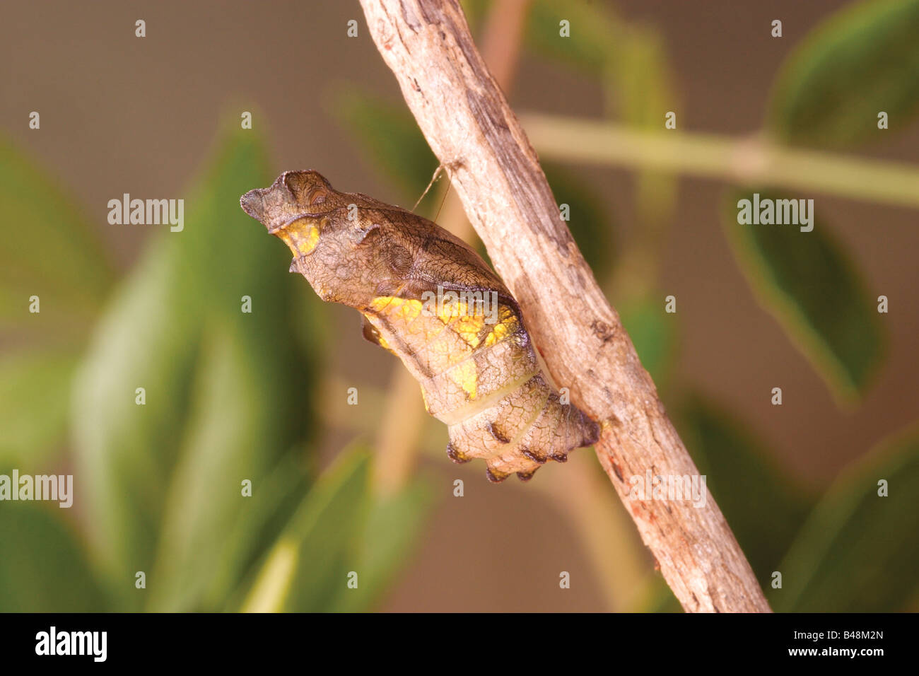 Pipevine Swallowtail Battus philenor Tucson ARIZONA United States 16 ...