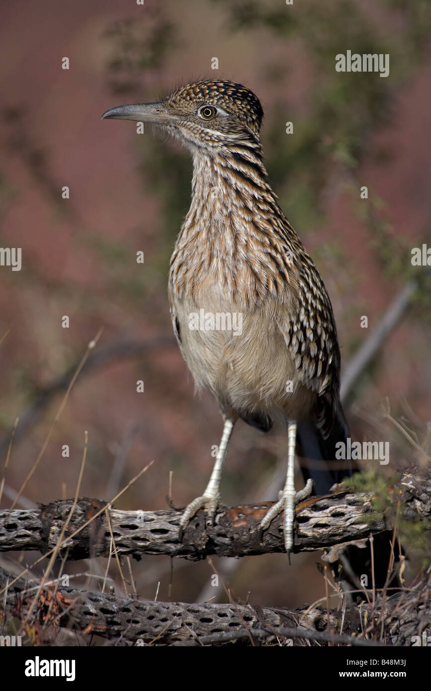 Greater Roadrunner (Geococcyx californianus) Arizona Sonoran Desert ...