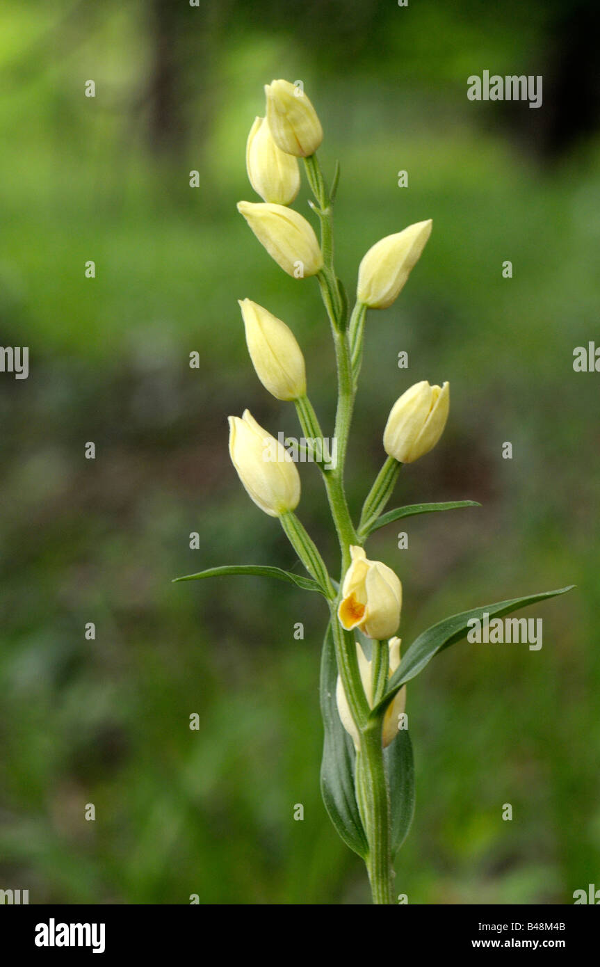 White Helleborine (Cephalanthera damasonium) flowering Stock Photo - Alamy