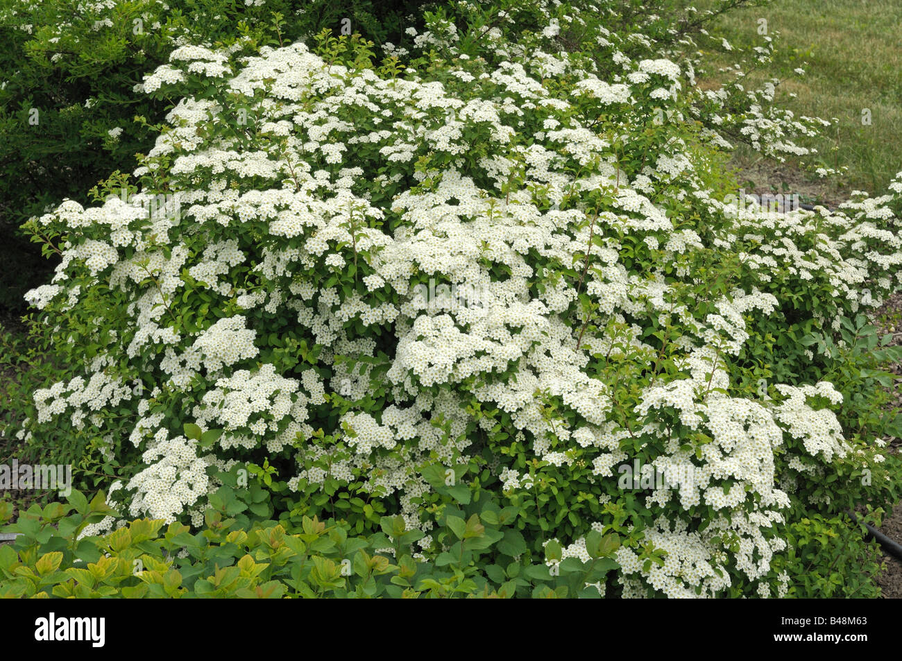 Spiraea densiflora hi-res stock photography and images - Alamy