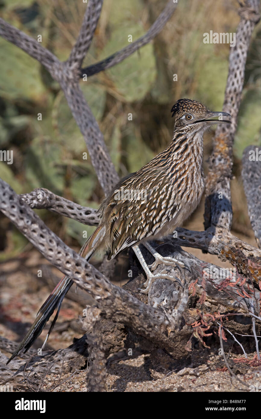 Greater Roadrunner (Geococcyx californianus) Arizona Sonoran Desert ...