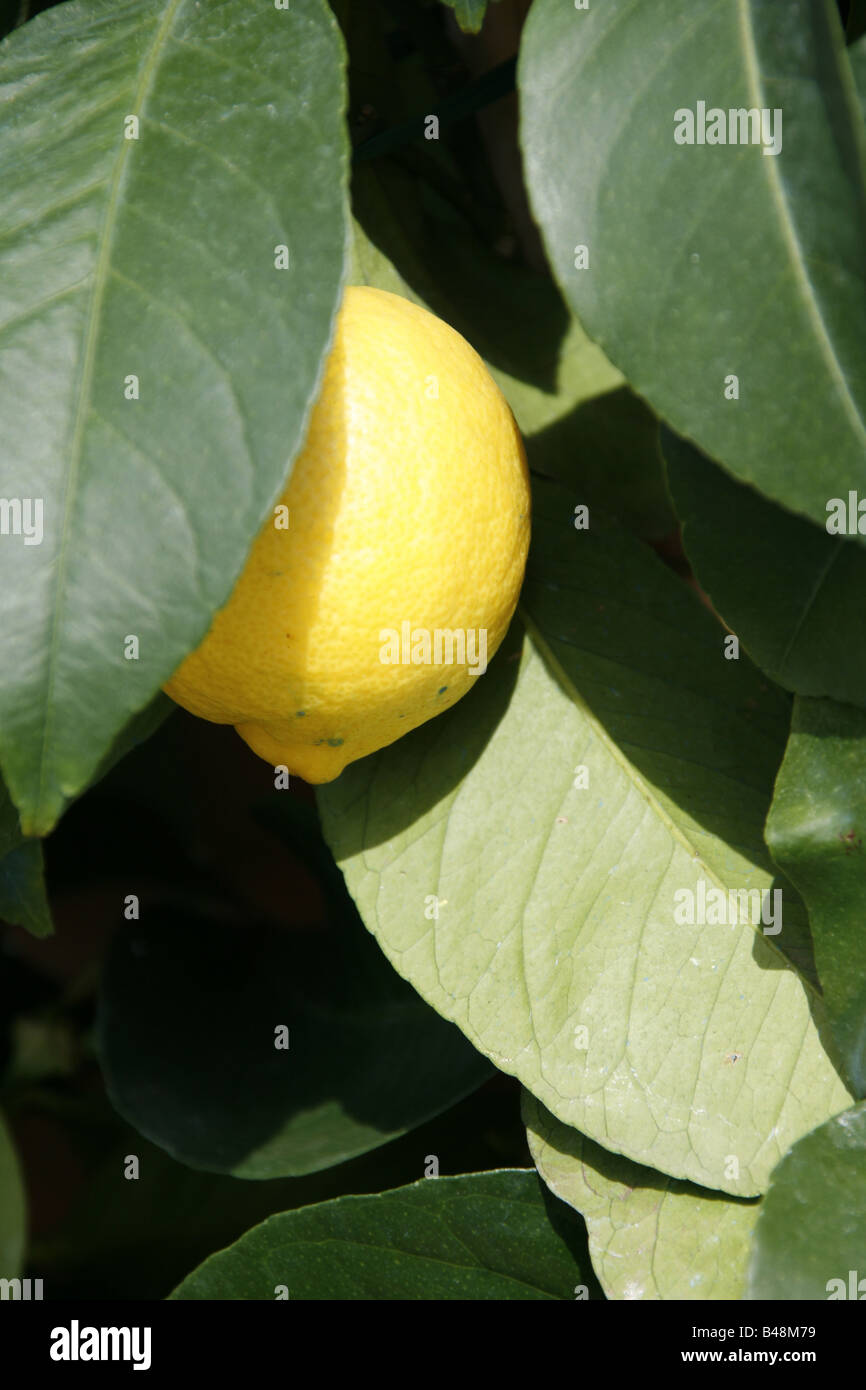 one single lemon growing on tree Stock Photo - Alamy