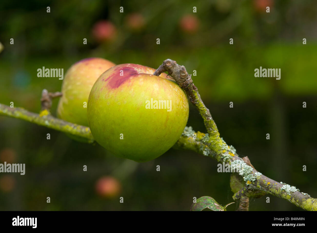 Apple christmas pearmain hi-res stock photography and images - Alamy