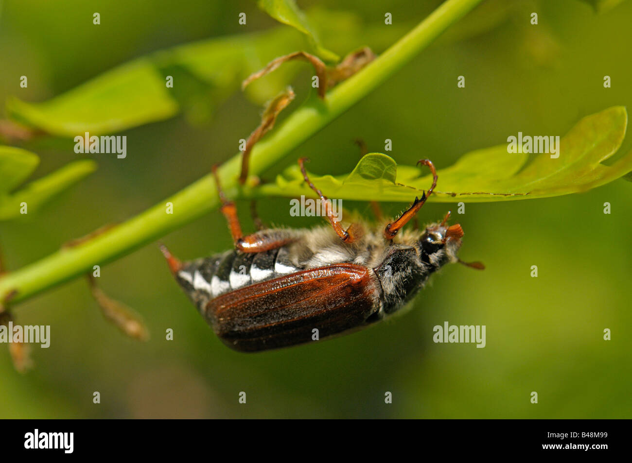Common Cockchafer, Maybug (Melolontha melolontha) on fresh Oak leaf ...