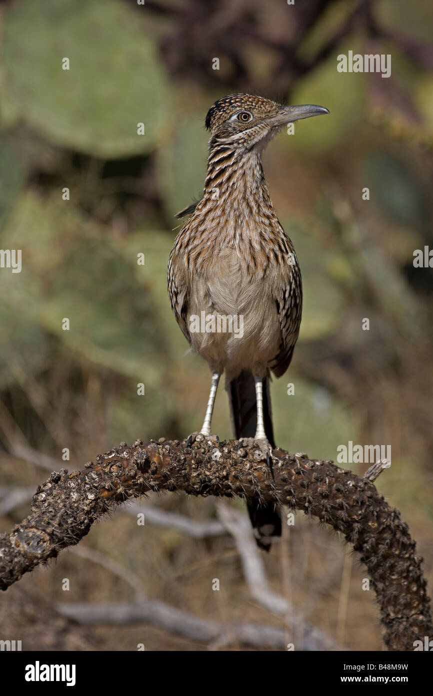 Greater Roadrunner (Geococcyx californianus) Arizona Sonoran Desert ...