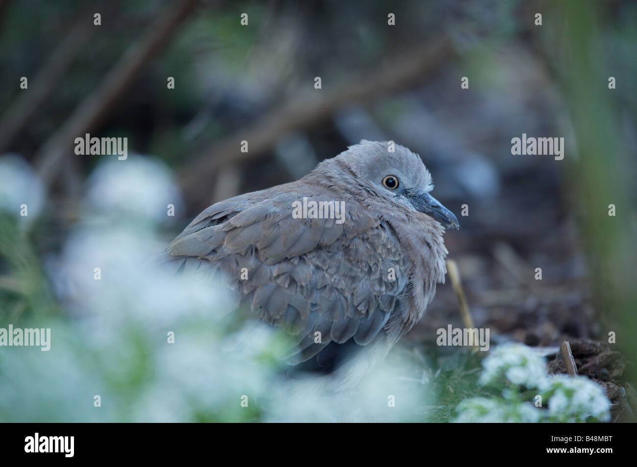 Juvenile dove hi-res stock photography and images - Alamy