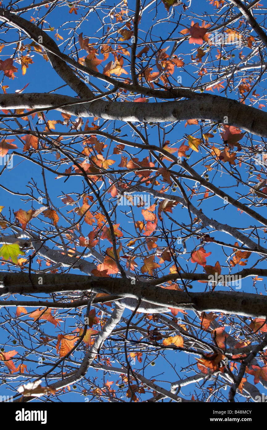 Liquid amber tree leaves hi-res stock photography and images - Alamy