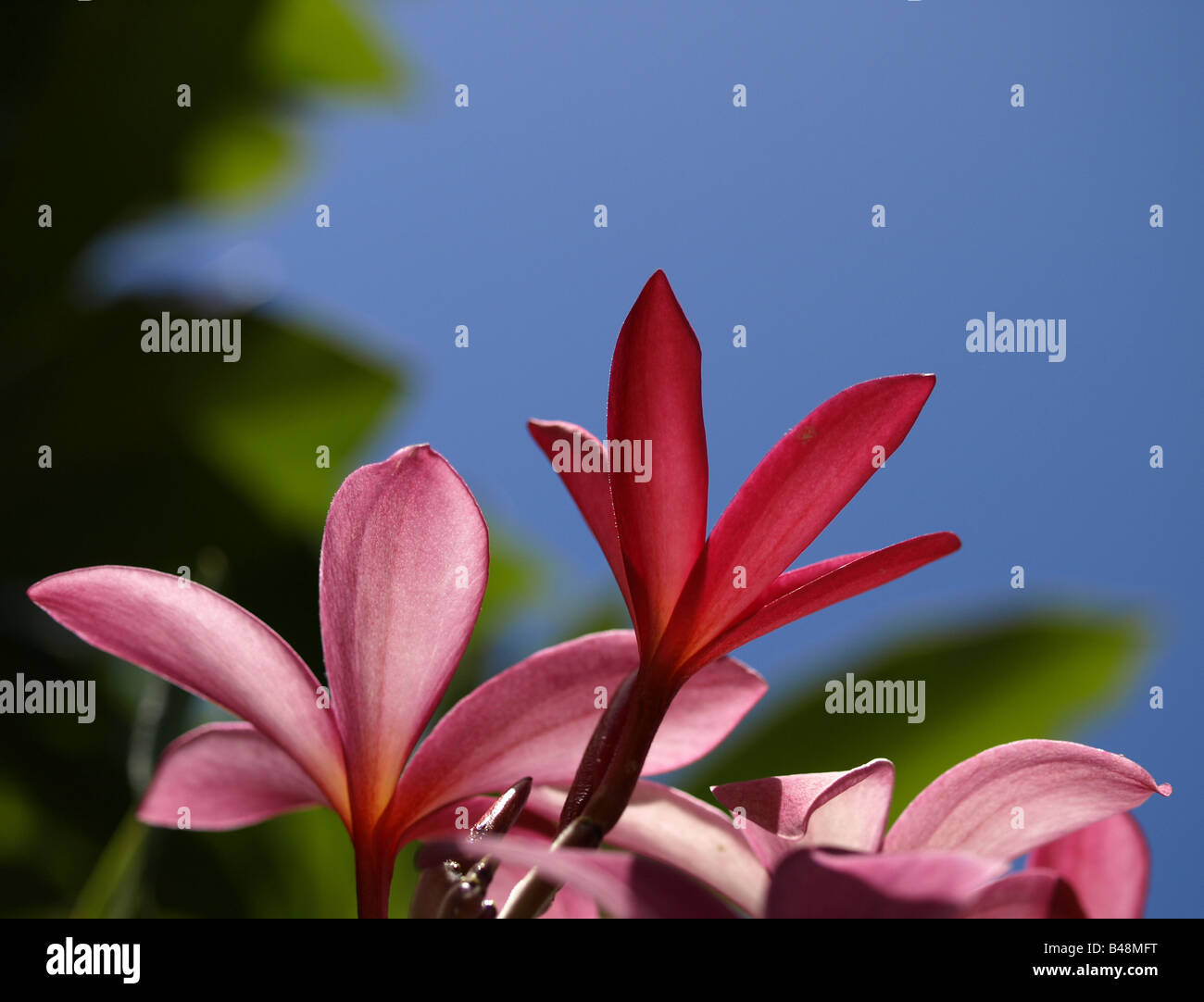 Frangipani hawaii hi-res stock photography and images - Alamy