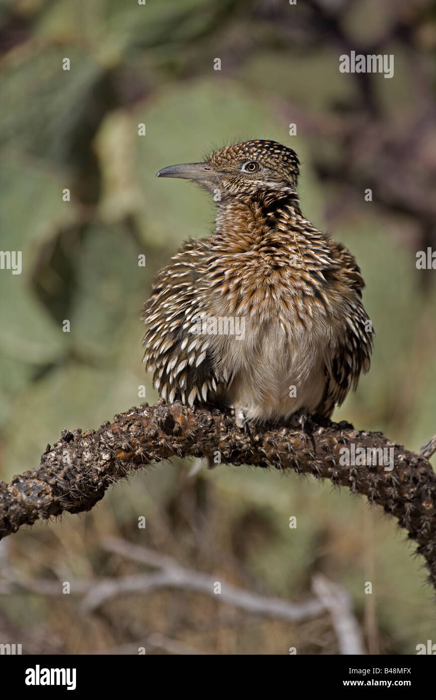 Greater Roadrunner (Geococcyx californianus) Arizona Sonoran Desert ...
