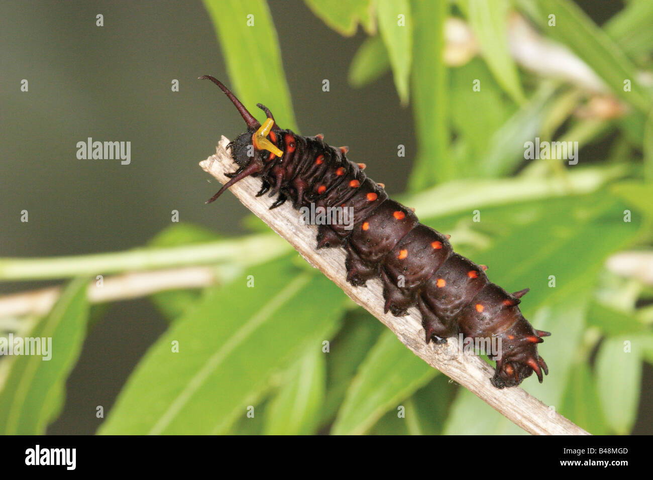 Pipevine Swallowtail Battus philenor Tucson ARIZONA United States 11 ...