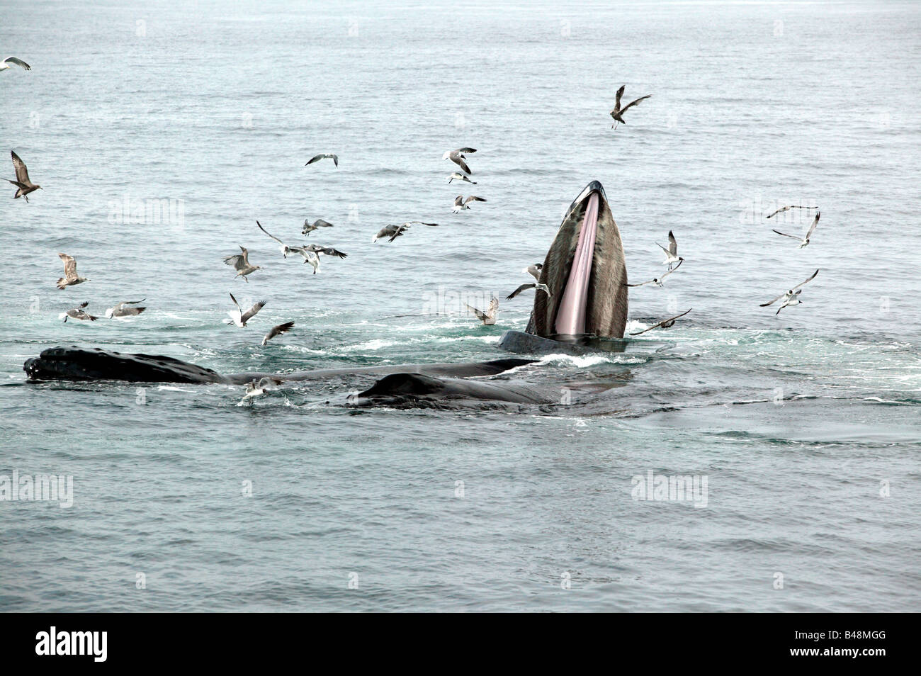 Humpback Wales bubble net fishing off the Stellwagen Bank National ...