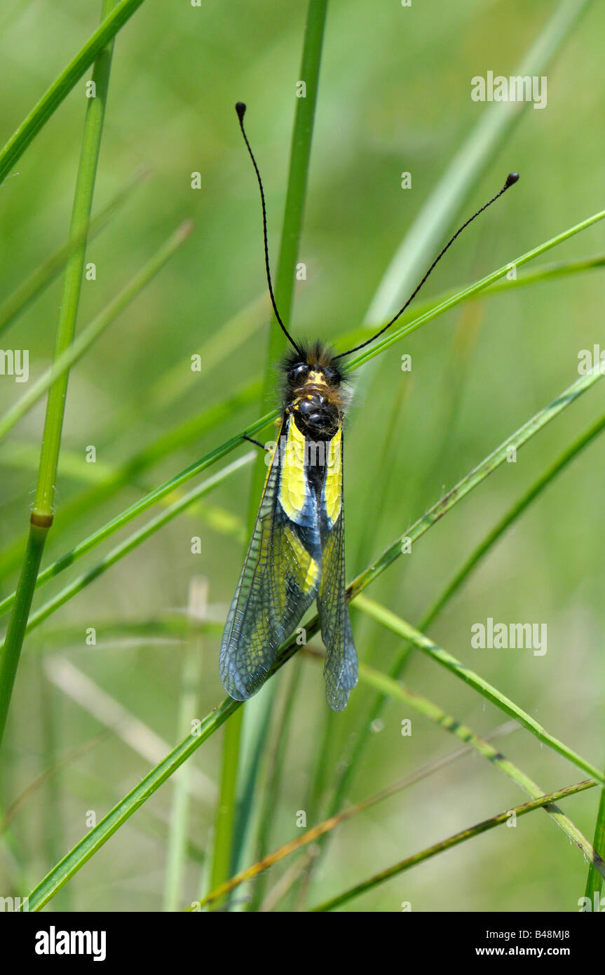 Owlfly (Libelloides longicornis), adult resting on grass Stock Photo ...