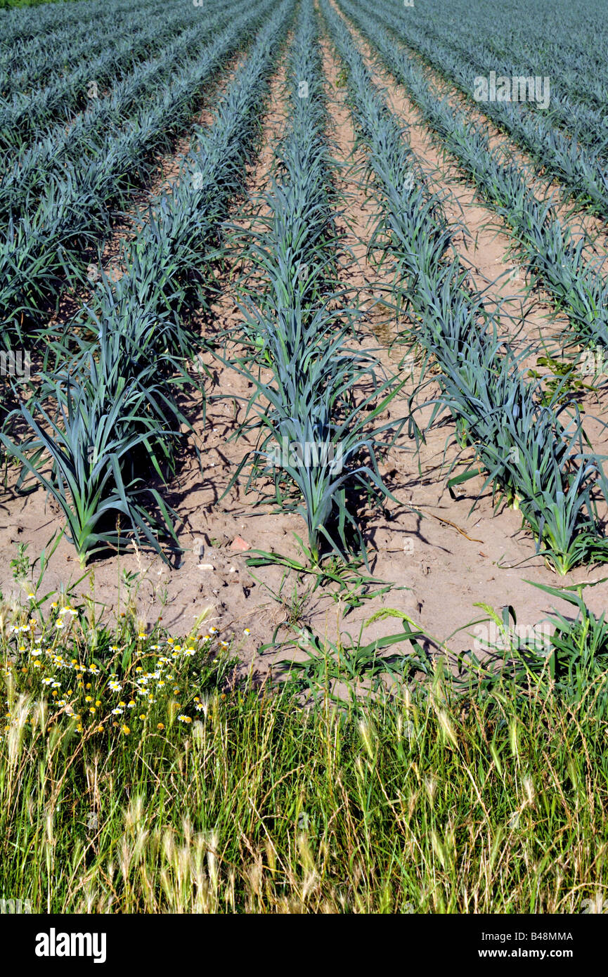 Leek plants hi-res stock photography and images - Alamy