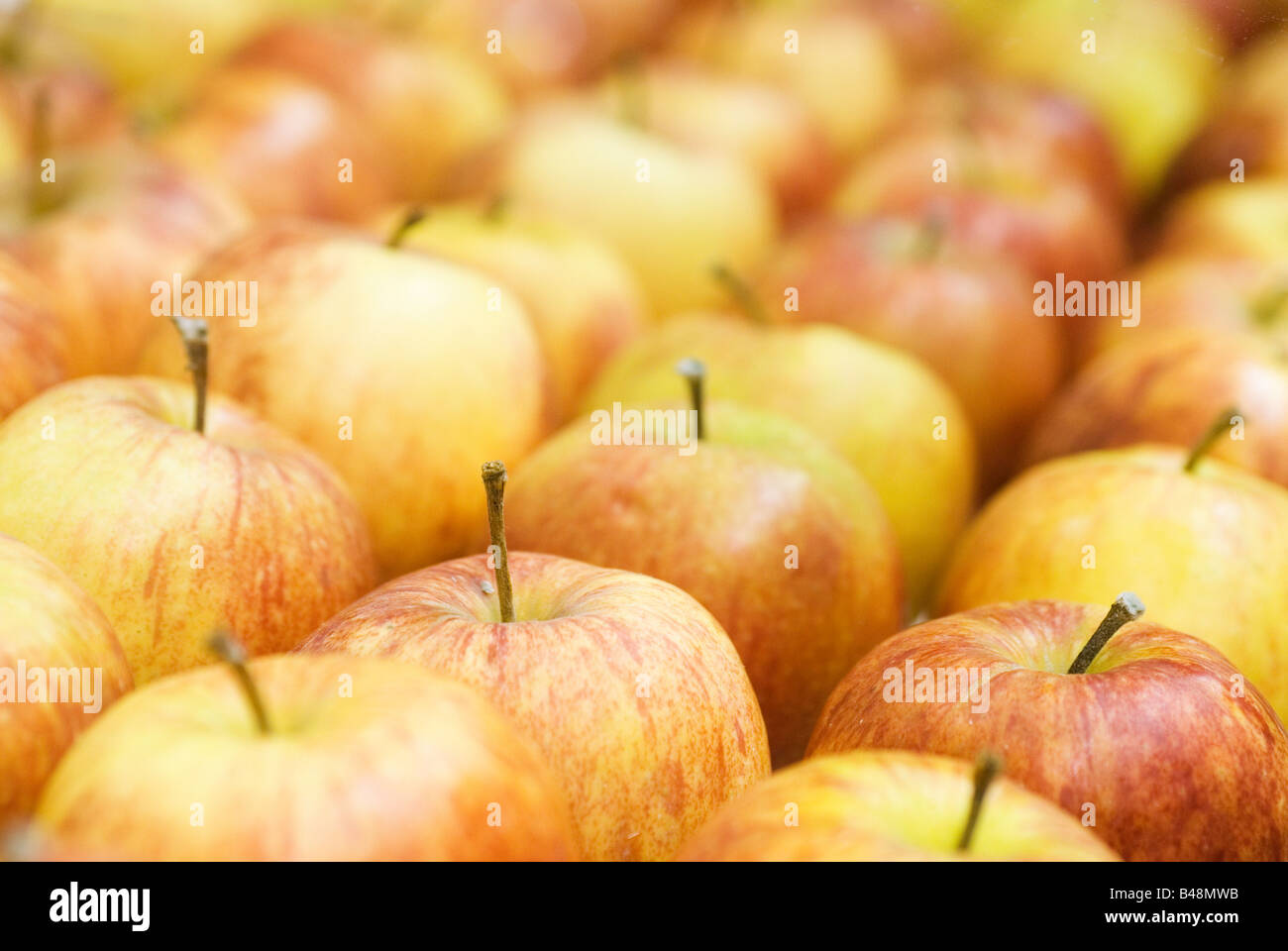 Lots of apple Stock Photo - Alamy