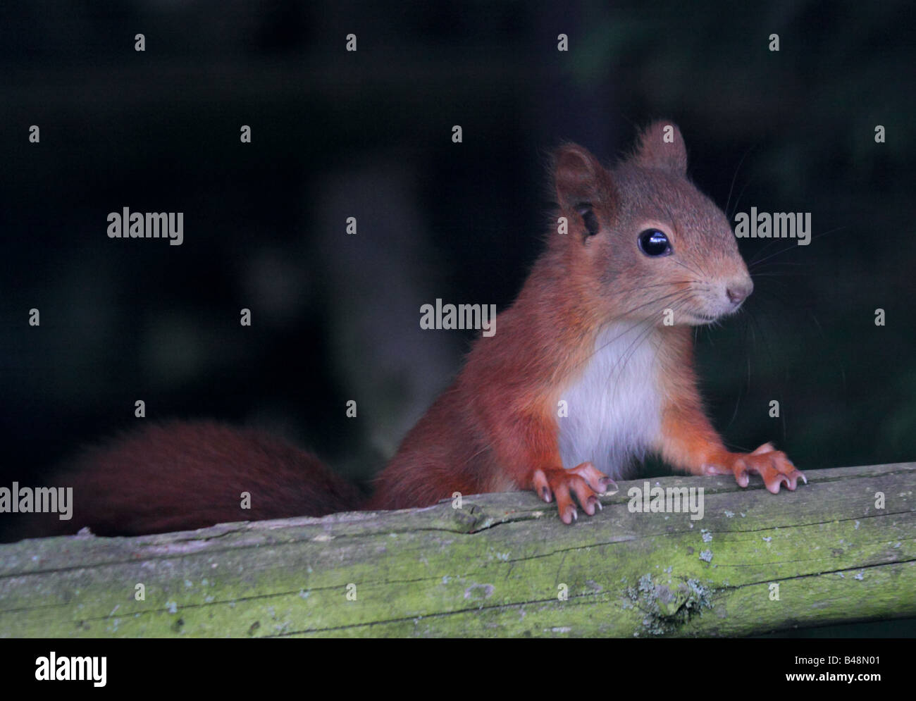 Baby squirrel hi-res stock photography and images - Alamy