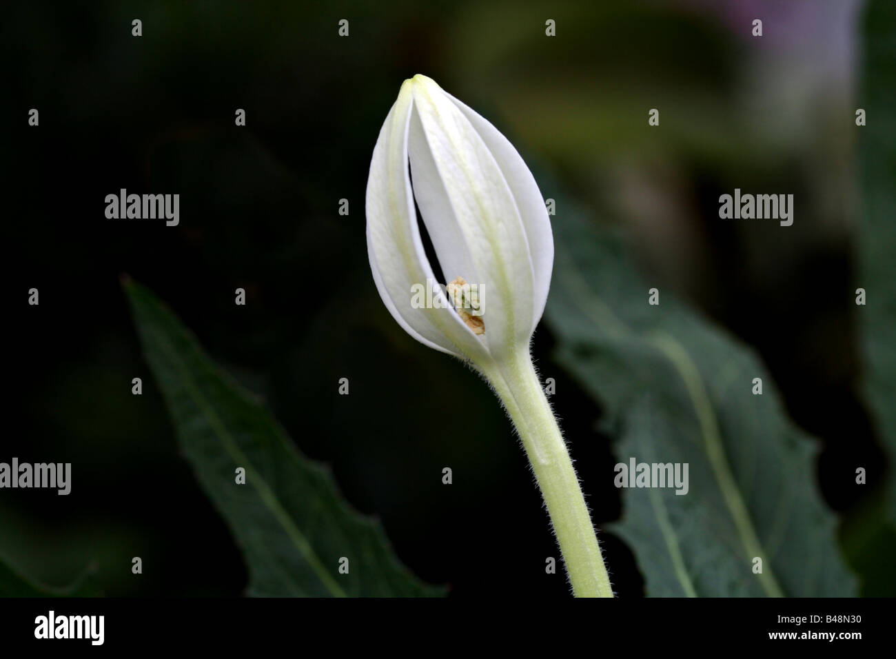 Isotoma High Resolution Stock Photography and Images - Alamy