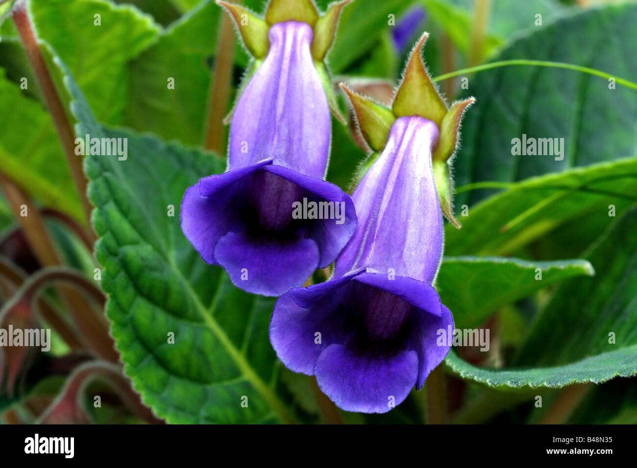 Sinningia hi-res stock photography and images - Alamy