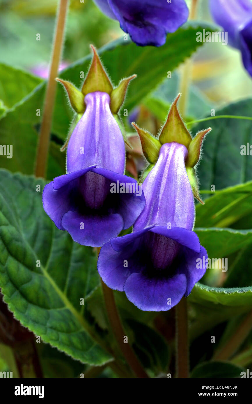 Sinningia High Resolution Stock Photography and Images - Alamy
