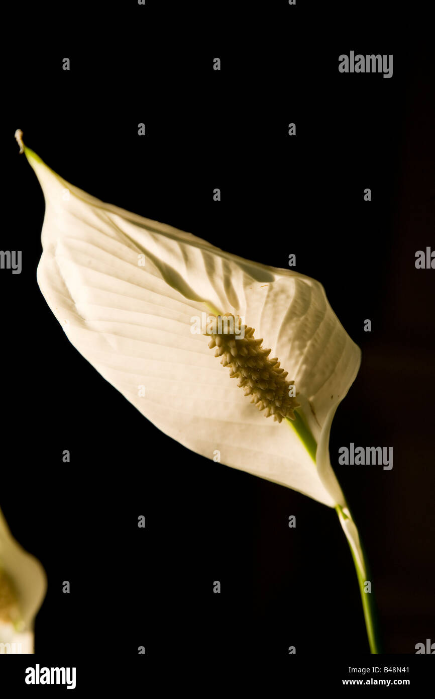 Sunlight on an elegant white anthurium The yellow true flowers are on ...