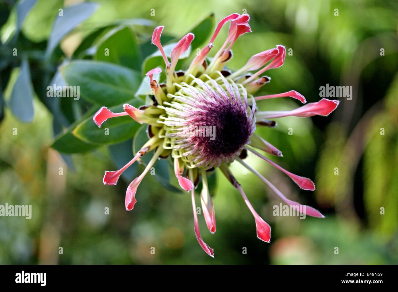 Close-up of a Protea bloom Stock Photo - Alamy