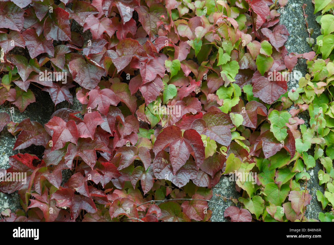 Colored Ivy against a wall Stock Photo - Alamy
