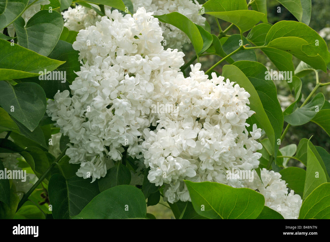 Lilac (Syringa sp.), variety: Maja, flowering Stock Photo - Alamy