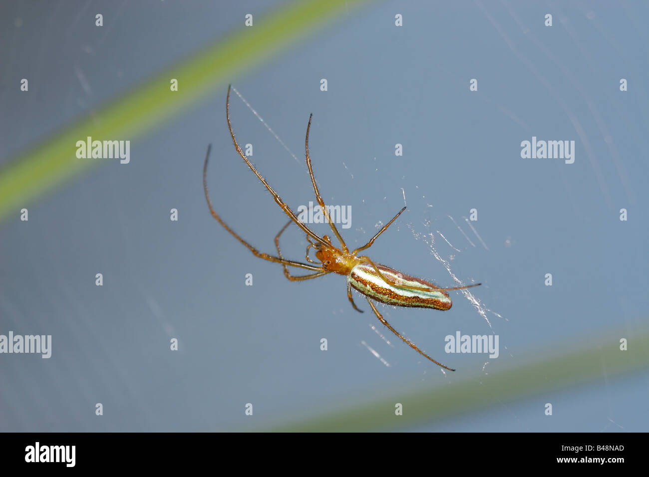 Long Legged Spider in it's web Stock Photo - Alamy