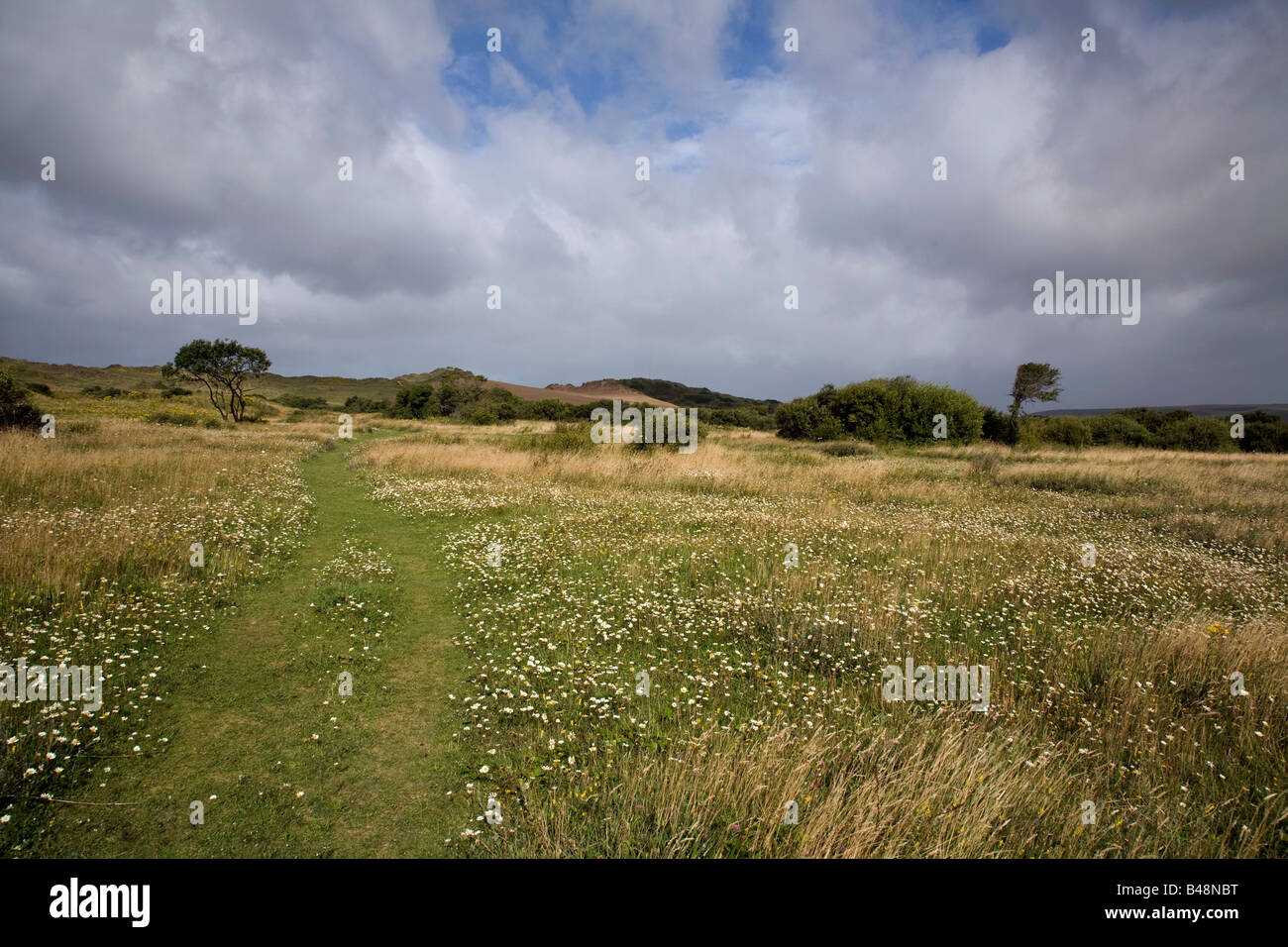 sand dunes at braunton burrows devon Stock Photo - Alamy