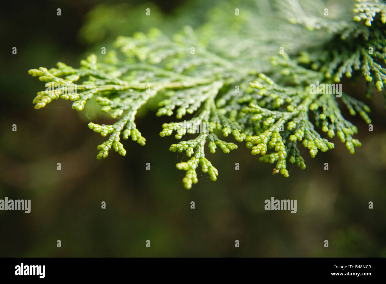 Scale leaves hi-res stock photography and images - Alamy