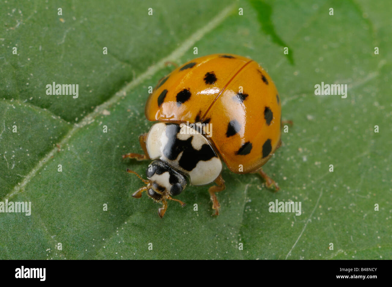 Asian Lady Beetle (Harmonia axyridis), beetle on leaf Stock Photo - Alamy