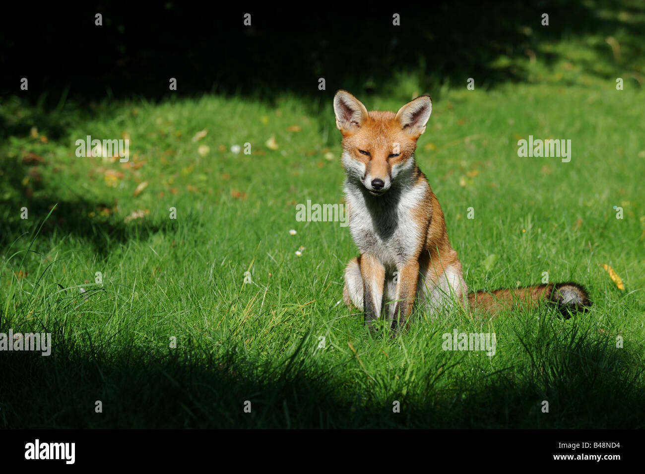 British Red Fox posing in English Garden Stock Photo - Alamy
