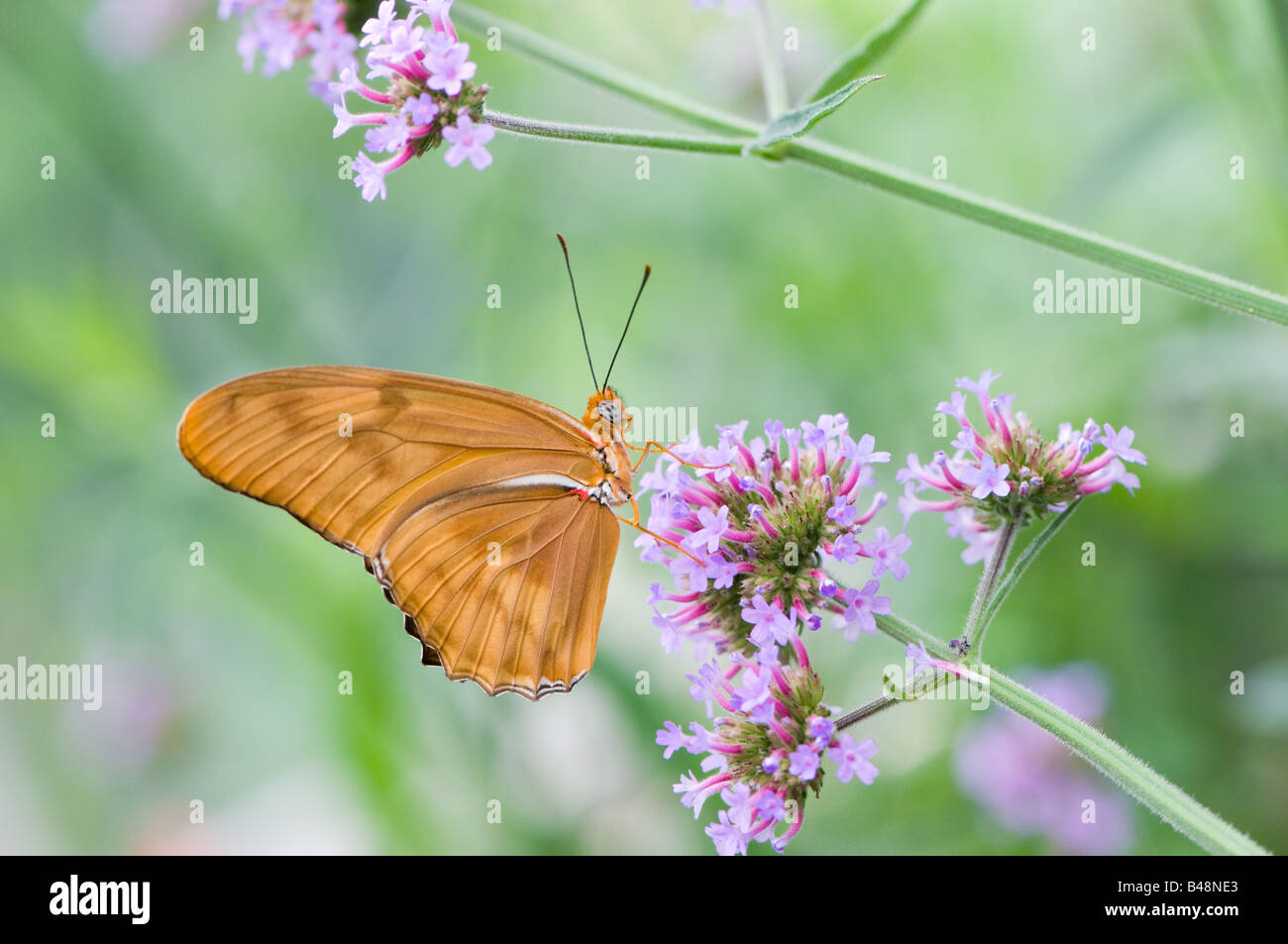 Julia pink hi-res stock photography and images - Alamy