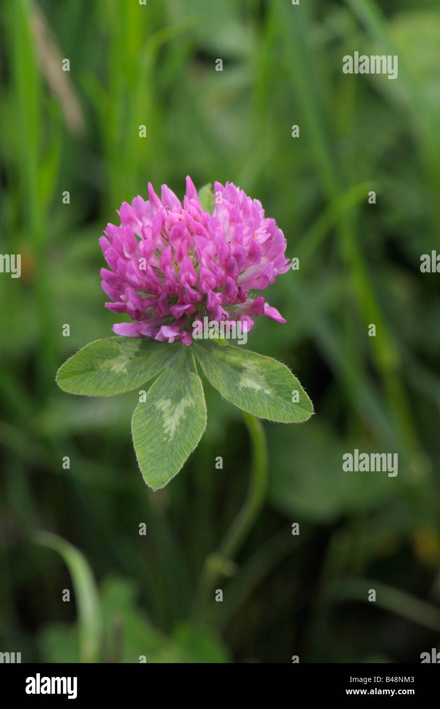 Clover forage legume hi-res stock photography and images - Alamy