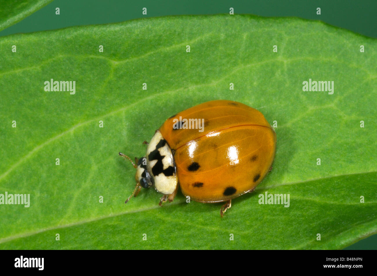 Asian Lady Beetle (Harmonia axyridis), beetle on leaf Stock Photo - Alamy