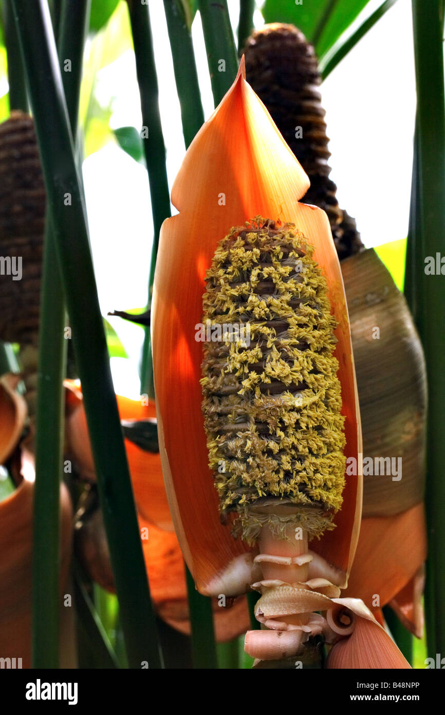 Close-up of a Cyclanthus flower Stock Photo - Alamy