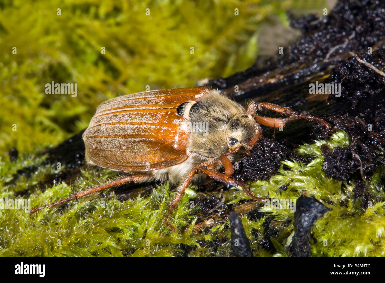 cockchafer Melolontha melolontha amongst moss Stock Photo - Alamy