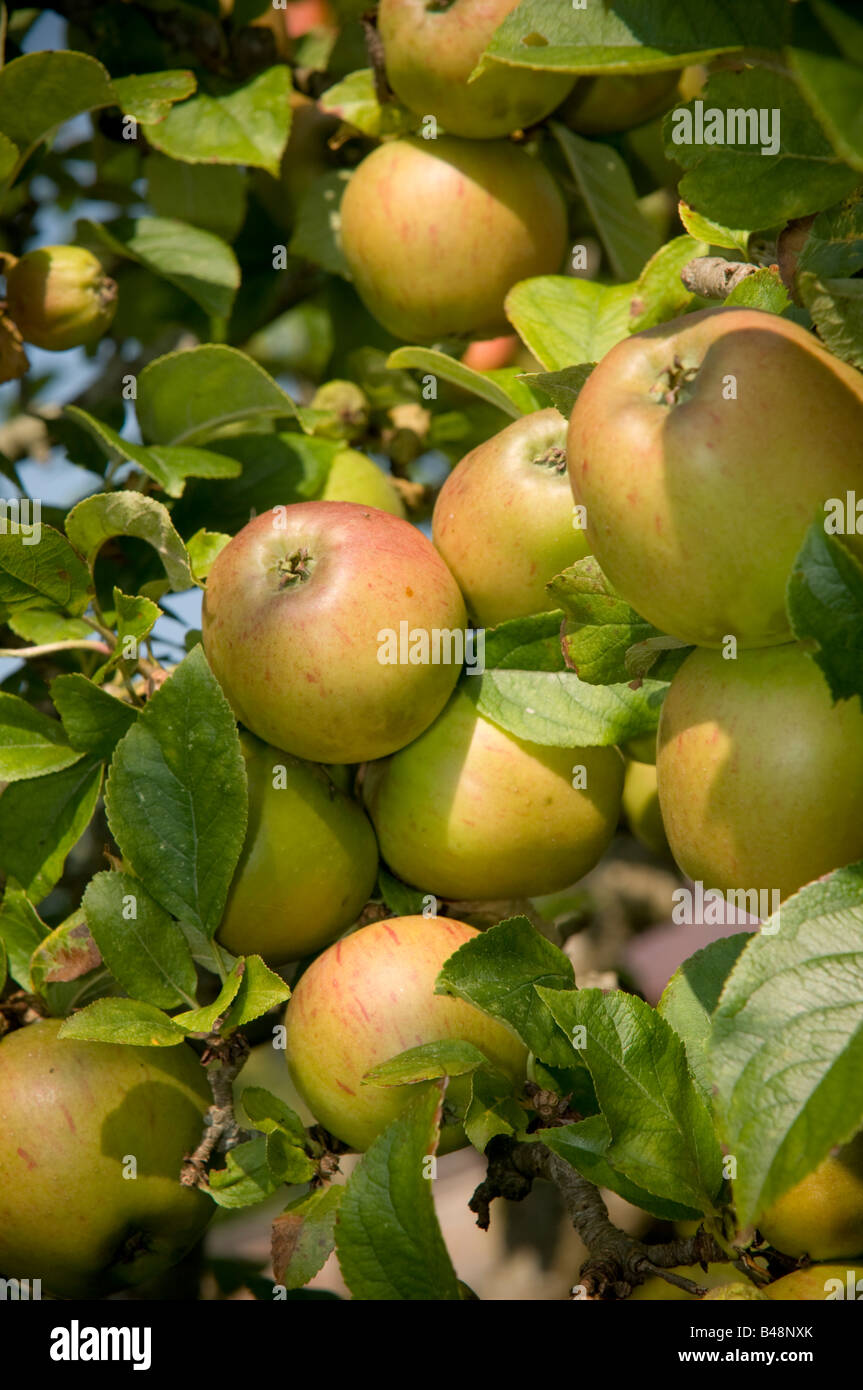 KING OF THE PIPPINS apples growing in the orchard Stock Photo - Alamy