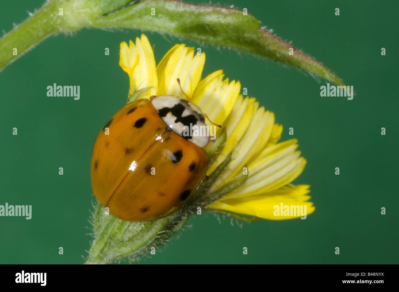 Asian Lady Beetle (Harmonia axyridis), beetle on flower Stock Photo - Alamy