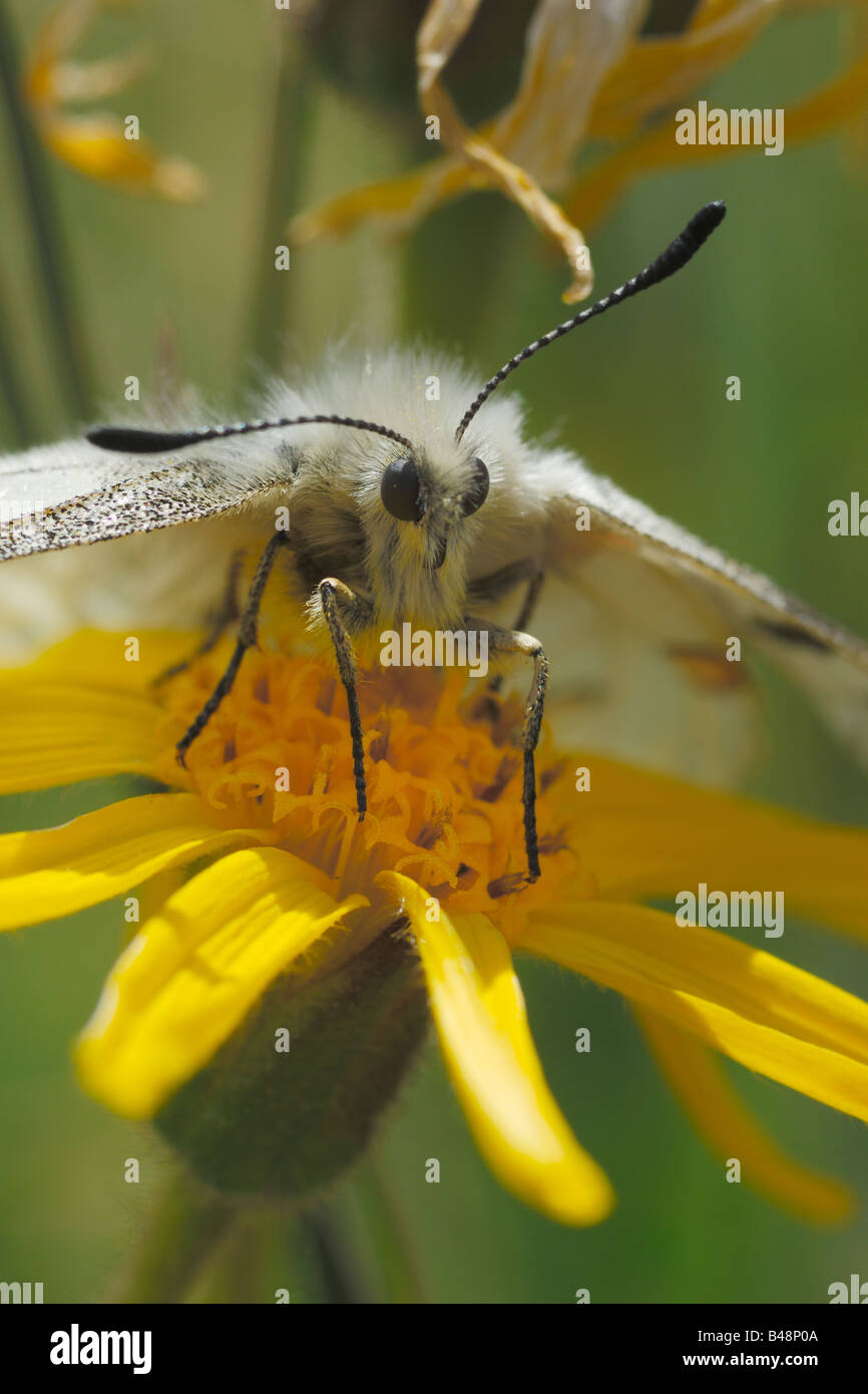 Parnassius butterfly hi-res stock photography and images - Alamy