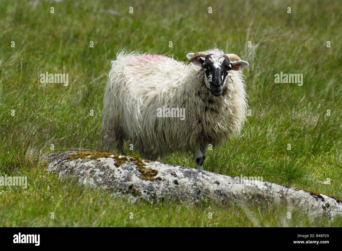 Sheep in Dartmoor National Park, Devon, England Stock Photo - Alamy